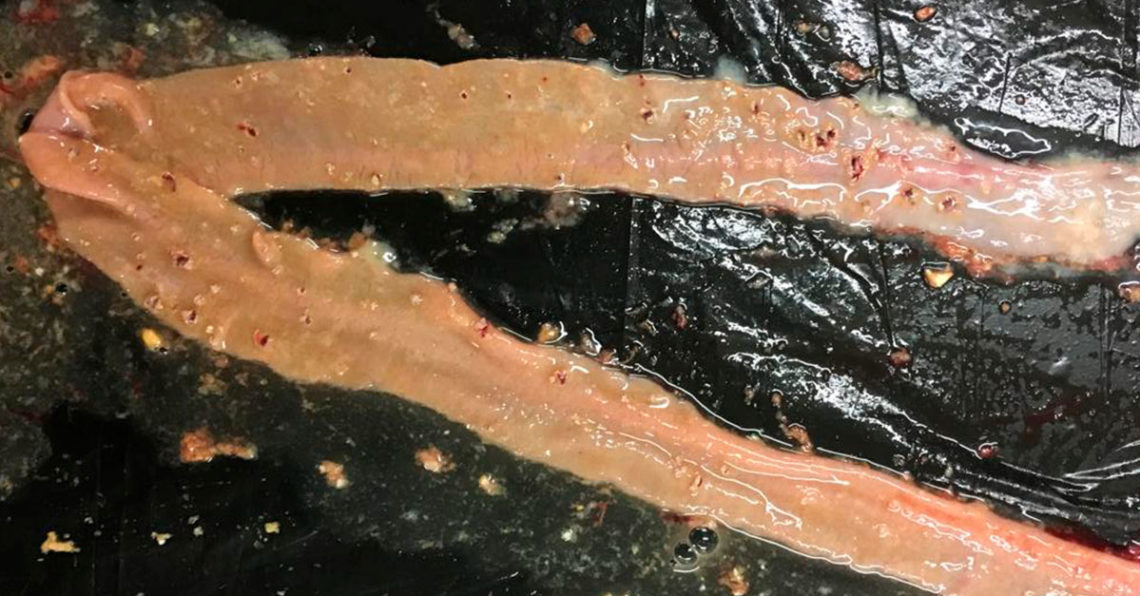 Symptoms of Coccidiosis in chickens vs. Necrotic enteritis