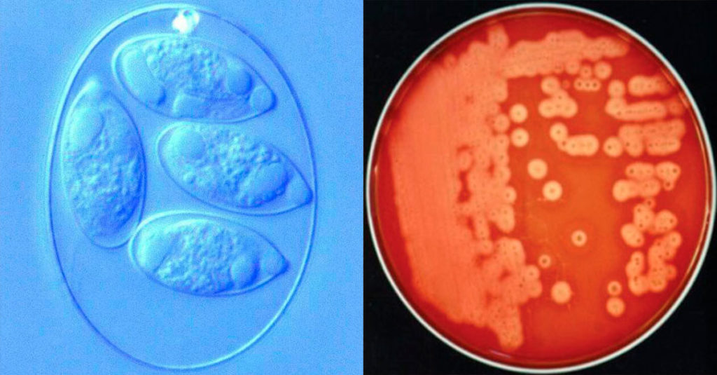 Symptoms of Coccidiosis in chickens vs. Necrotic enteritis