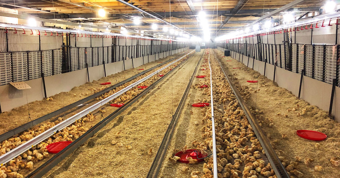 Commercial pullets vaccination against coccidiosis | Eimeria